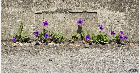 콘크리트 차 벽에 핀 제비꽃 조용철의 마음풍경