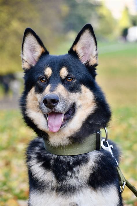 German Shepherd Husky Mix Gerberian Shepsky Pics And Info