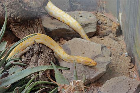 Premium Photo A Long Albino Python Gliding Over A Tree Trunk And A Rock