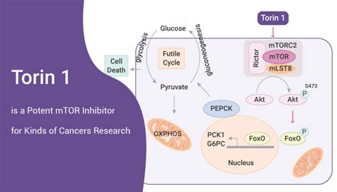 Torin 1 Is A Potent Mtor Inhibitor For Kinds Of Cancers Research Network Of Cancer Research