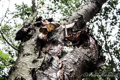 Collapsed Tree By Takeliner On Deviantart