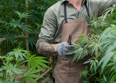 Cannabis Hemp And Thc Psychoactive Hemp Gains Ground As States And