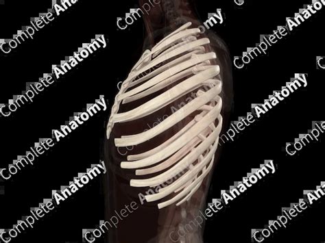Bones Of Thorax Complete Anatomy