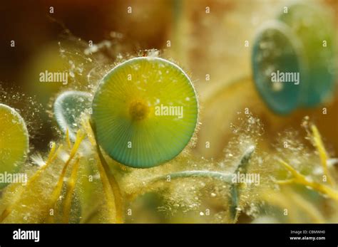 Acetabularia Microscope