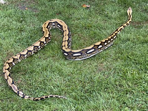 Titanium Reticulated Python Traits Morphpedia