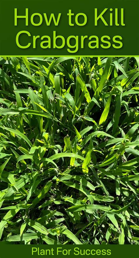 How To Prevent And Kill Crabgrass Artofit