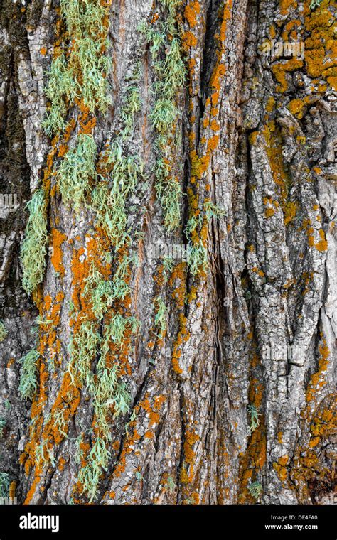 Colorful Moss On A Tree Bark Background Stock Photo Alamy