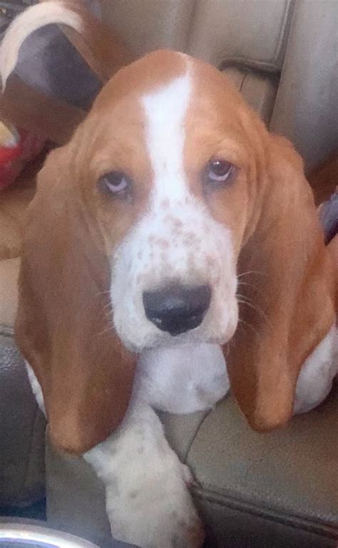 My New Pupper Cledis R Feemagers