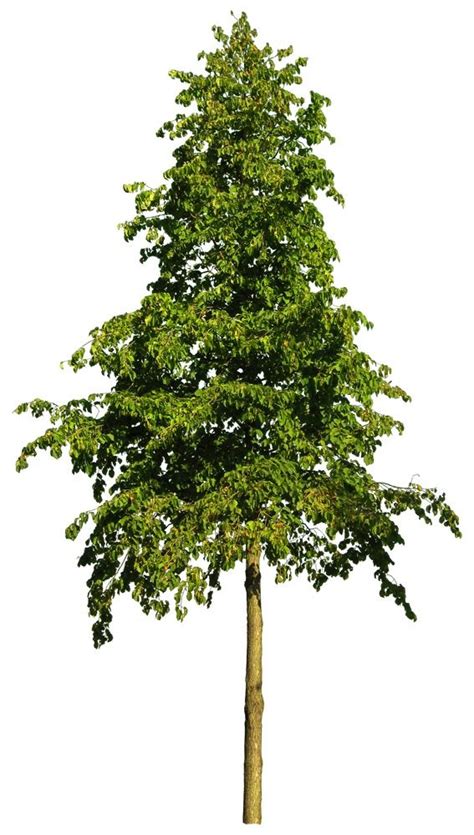 10 Tree Elevation Png Files For Architecture Plans And Renderings