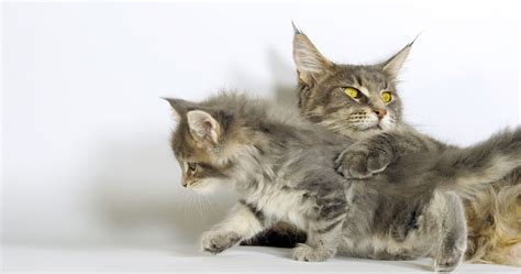 갈색 사점 얼룩 무늬 얼룩 무늬 메인 쿤과 파란색 얼룩 무늬 얼룩 무늬 메인 쿤 국내 고양이 암컷 및 새끼 고양이가 흰색 배경에 누워 있음 프랑스 노르망디 0명에 대한 스톡