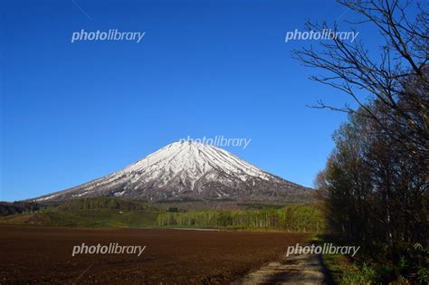 春の羊蹄山 写真素材 4420233 フォトライブラリー photolibrary