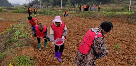 清镇市卫城镇上水村：种下红色高粱 向往火红日子种植农户指导