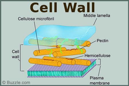 Cell Wall Is The Outermost Covering Of A Cell Present Only In Plant