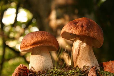 Як на власній дачі можна вирощувати лісові гриби
