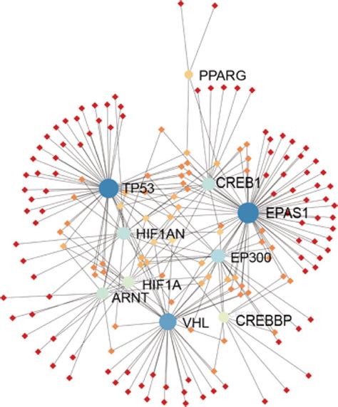 Network Analyses Of The Hub Genes A Network Of Hub Gene Tfs Dots In