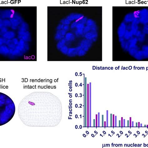 Ectopic Targeting Of Nups To Chromatin Induces Chromatin Decondensation Download Scientific