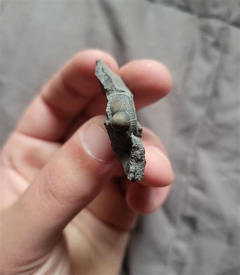 Rare Cryptolithus Trilobite Fossil From Quebec Canada Ordovician Bug Ebay