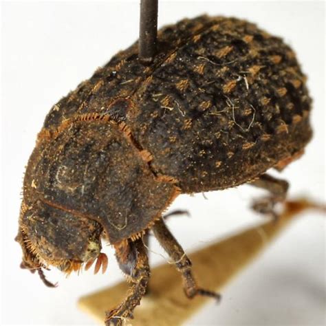 Trox Contractus Robinson Trox Contractus Bugguidenet