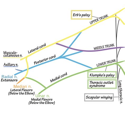 Neuroanatomy Glossary Upper Extremity Mononeuropathies And Plexopathies Ditki Medical