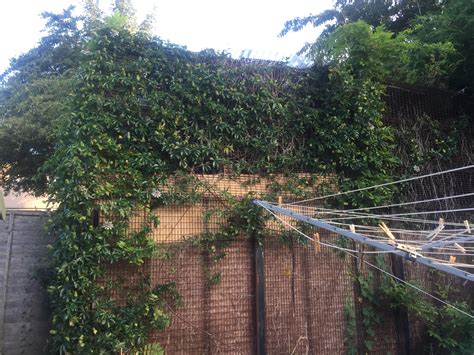Planted £3 Passion Climber 2 Years Ago It Is Becoming Amazing R