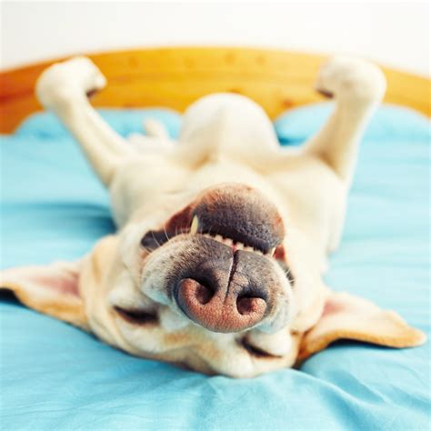 Sleep Health Bayside Osteo Clinic