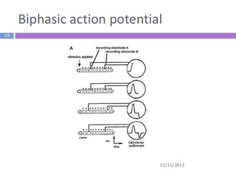 Action Potential Ionic Basis And Recording