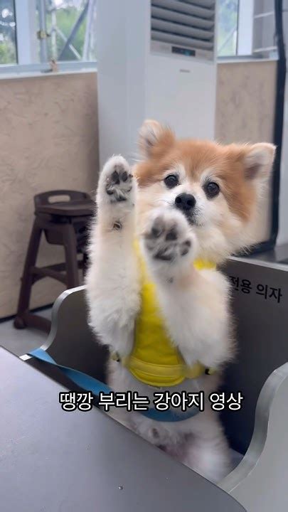 땡깡 부리는 강아지 영상 Shorts 강아지 Youtube