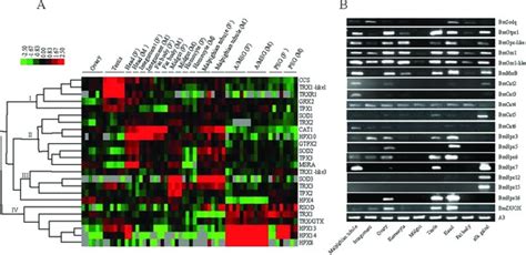 tissue expression patterns of the silkworm antioxidant genes in