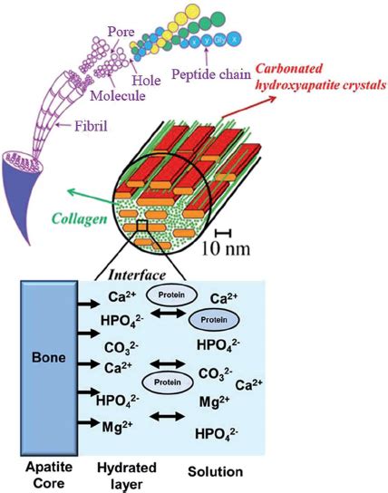 Bone Structure Shows Carbonated Hap And Collagen And The Surface Of Hap Download Scientific