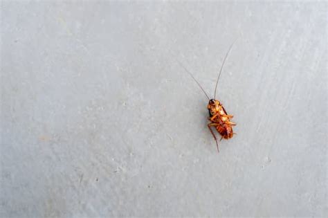 Cockroaches Which Colour Is Your Cockroach