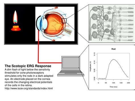 Ppt The Scotopic Erg Response Powerpoint Presentation Free Download Id 4963873