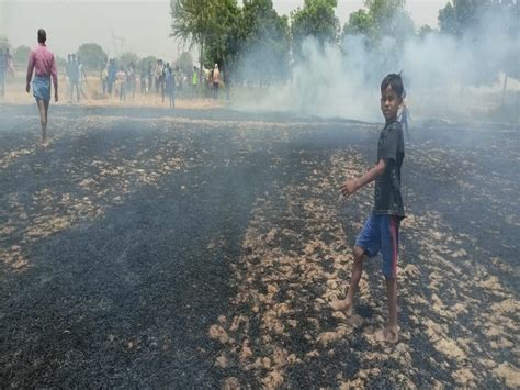 Wheat Crop Caught Fire Due To Short Circuit 8 Bighas Burnt To Ashes