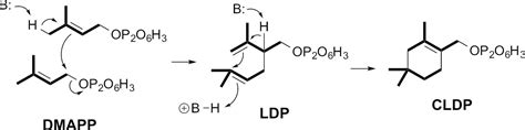 IUCr Crystallization And Preliminary X Ray Diffraction Analysis Of Cyclolavandulyl Diphosphate
