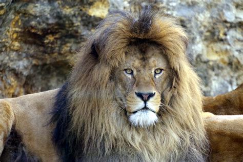 Bol šelmou rímskych arén. Lev berberský žije už len v zoo, v Bojniciach ...