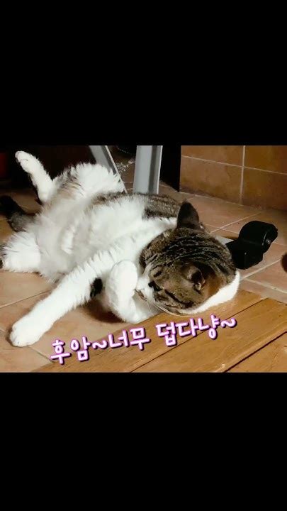 덥고 배고픈 고양이 Youtube