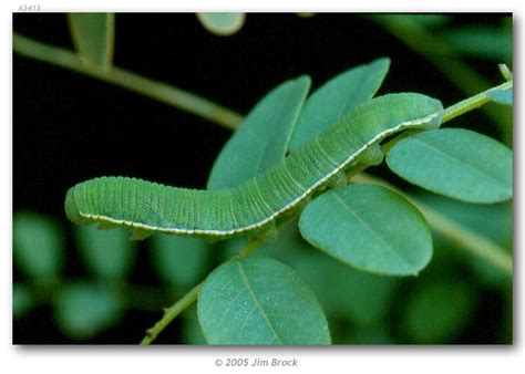 Zerene Eurydice Immatures