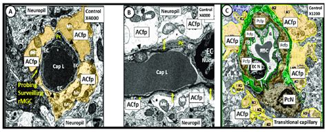 Neurovascular Unit Capillary Nvu In Control Non Diabetic Models
