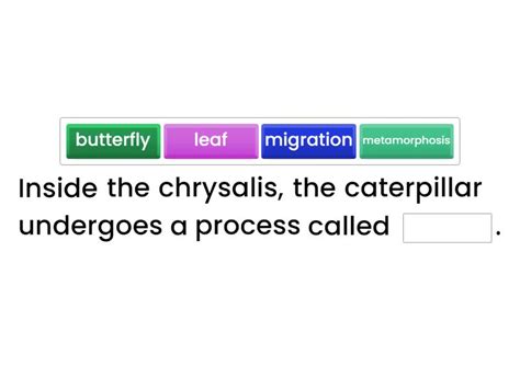 Nm Masters L4w1d4 Caterpillars Transformation Complete The Sentence