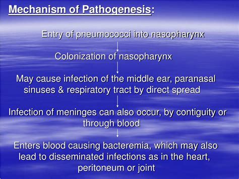 Ppt Streptococcus Pneumoniae Powerpoint Presentation Free Download Id 1160282