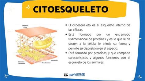 Qué Es El Citoesqueleto Tipos Y Características Resumen