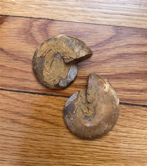 Geoclassics Fossil Ammonite Split Pair
