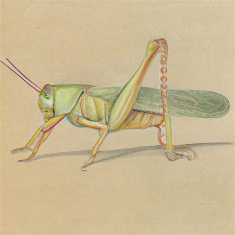 Realistic Colored Pencil Grasshopper Ai Generated Artwork Nightcafe