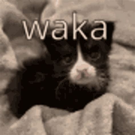 Waka Cat  Waka Cat Kitten Discover And Share S