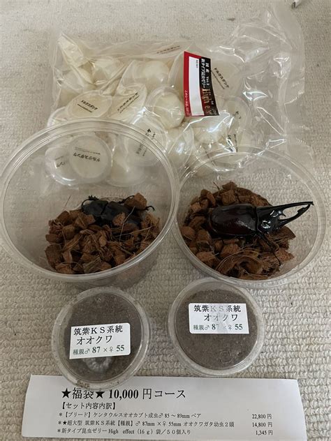 ドルクスダンケ福袋 2025 の中身をネタバレします昆虫ファン必見のアイテムが勢揃い