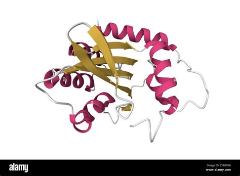Crystal Structure Of The Cancer Genomic Dna Mutator Apobec3b 3d Cartoon Model Pdb 5cqd