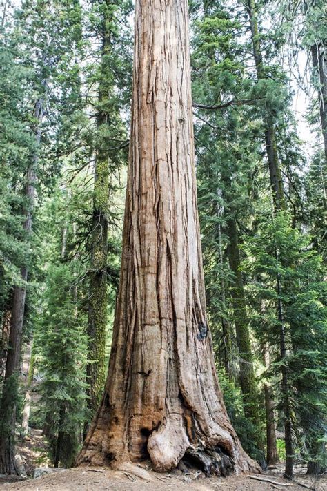 Giant Sequoia Tree Sequoiadendron Giganteum In Sequoia National Stock