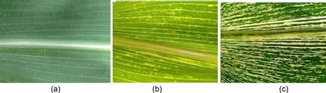 Image Sample Of Maize Leaves A Healthy B Mln C Msv Download