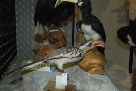 鵎鵼 Ramphastos toco 物种库 国家动物标本资源库