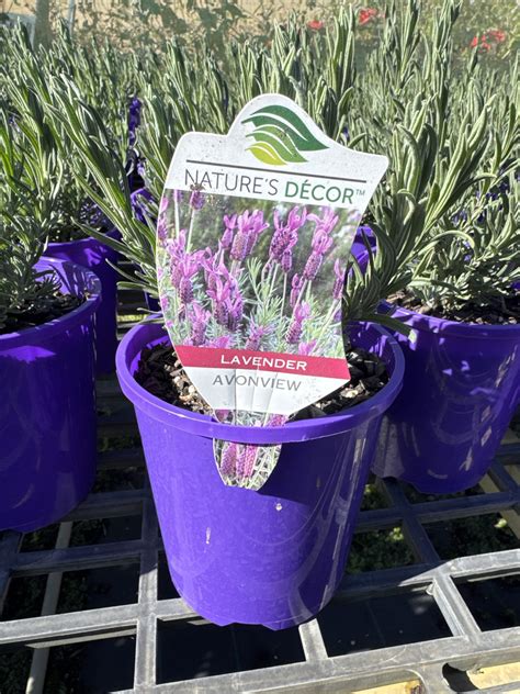 Avonview Killuke Nursery