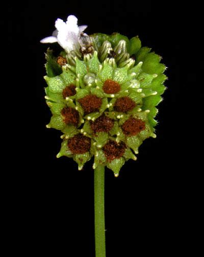 Epithema Saxatile Blume Type Species